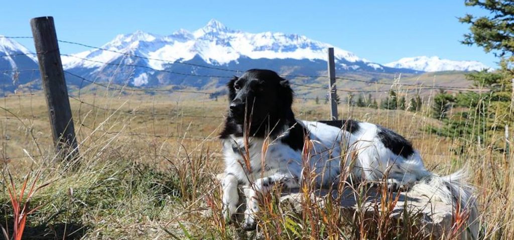 Ameri-Can Stabyhoun Association