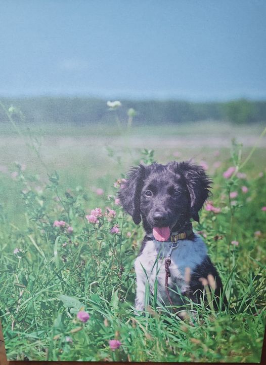 Albie_Kates-Hall in a Field – Ameri-Can Stabyhoun Association