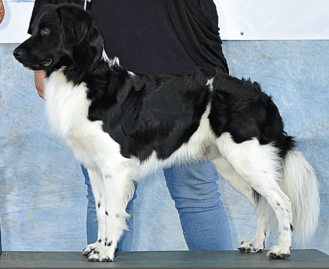 FinnAngel-stack – Ameri-Can Stabyhoun Association