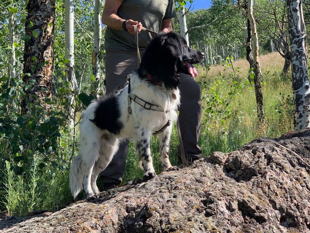 Henry_hill – Ameri-Can Stabyhoun Association