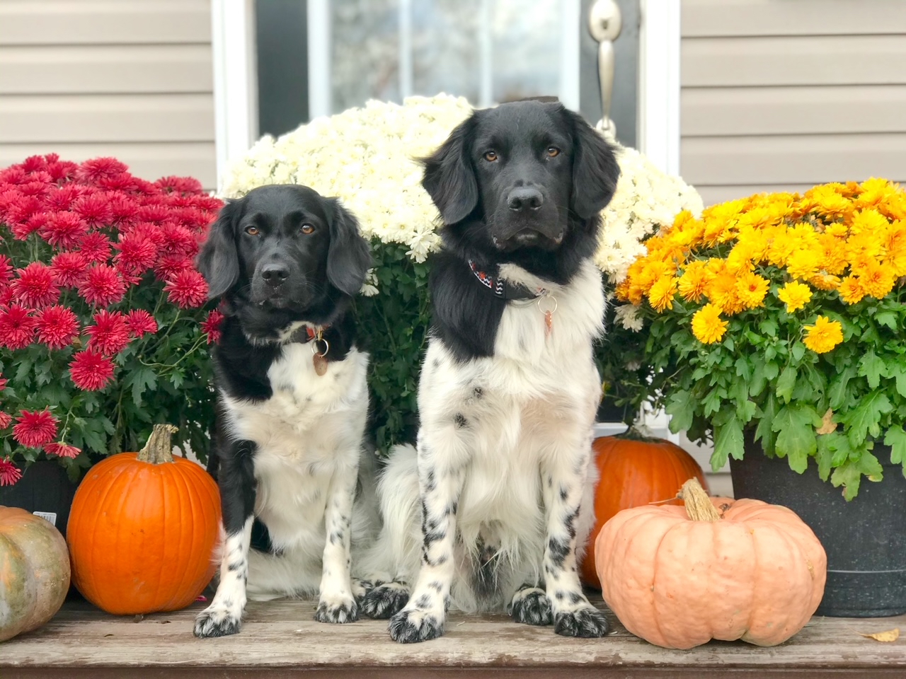 Hoyles_WillieandGoose_H – Ameri-Can Stabyhoun Association