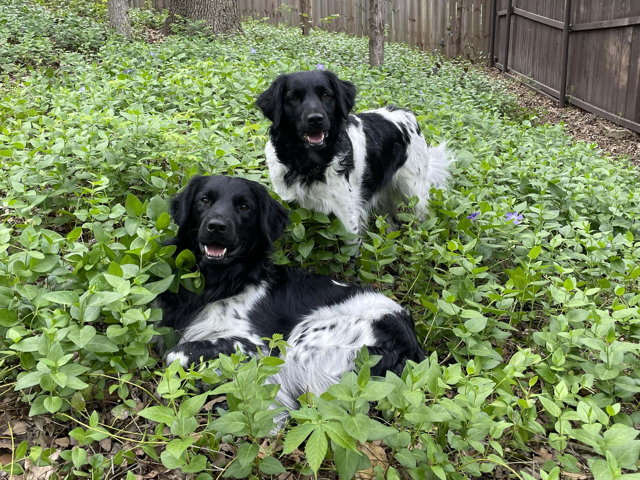 Ameri-Can Stabyhoun Association