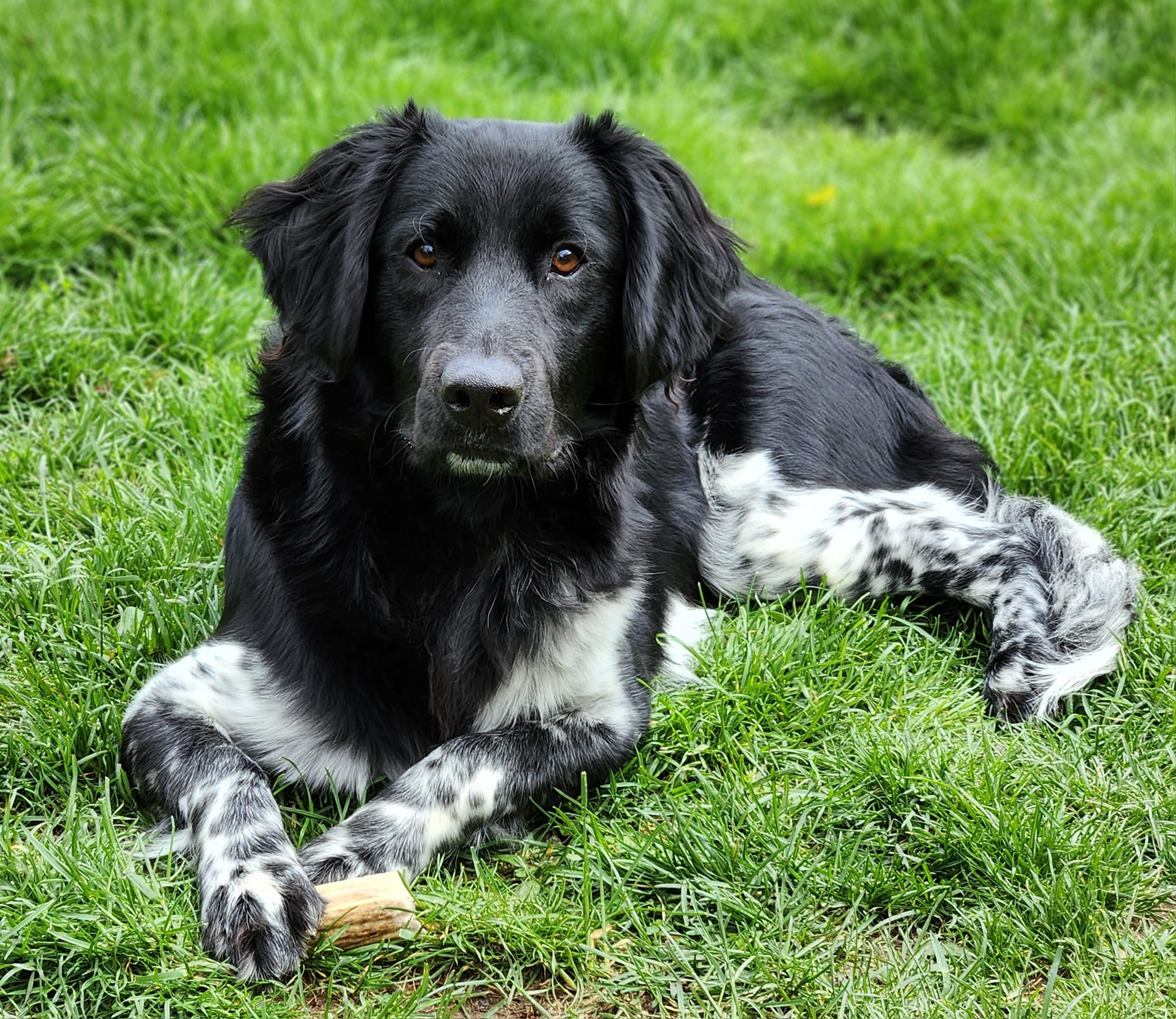 Ameri-Can Stabyhoun Association